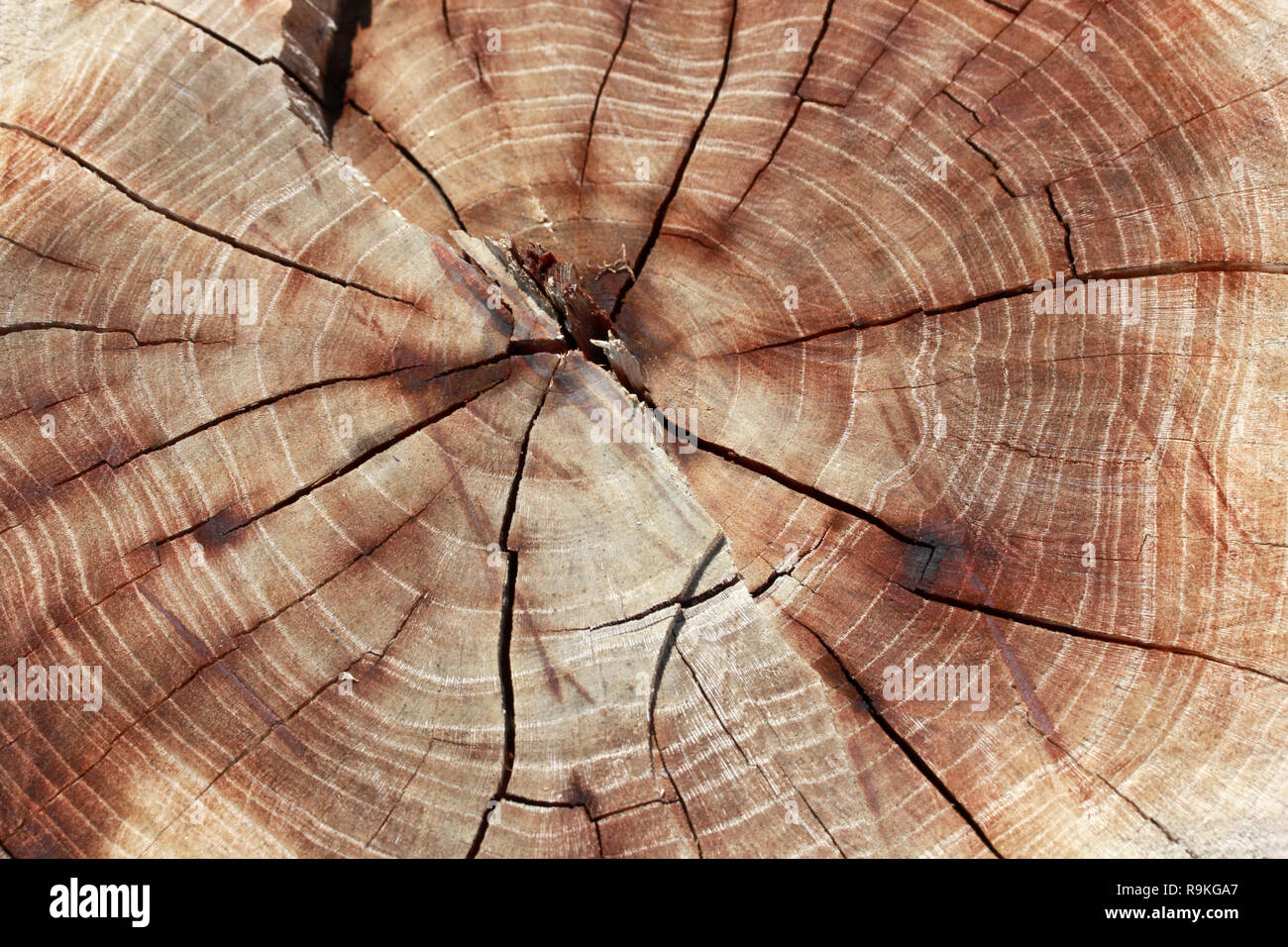Wood texture year-old rings background Stock Photo - Alamy