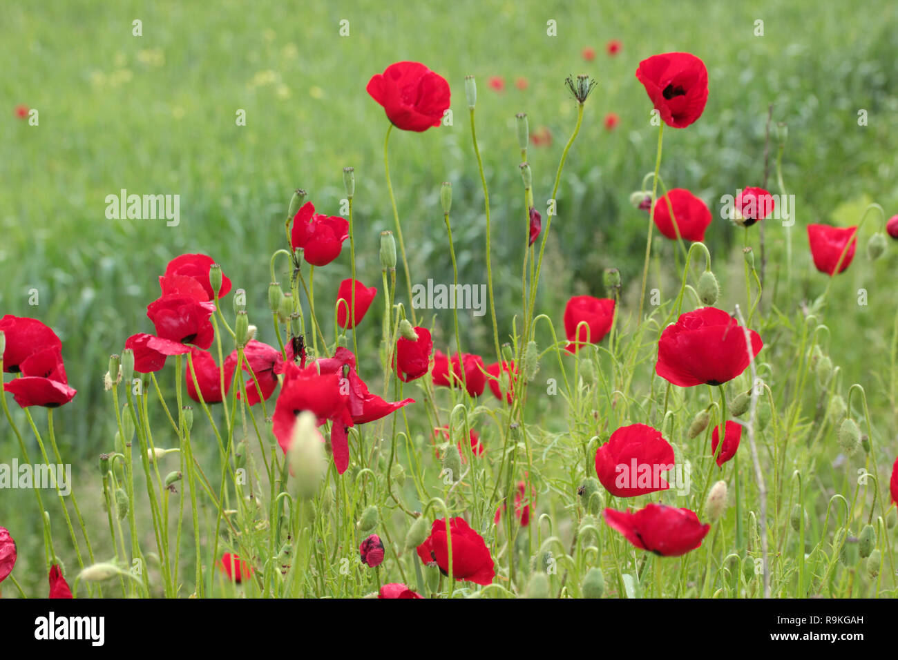 Red Corn Poppy Flowers Stock Photo - Alamy
