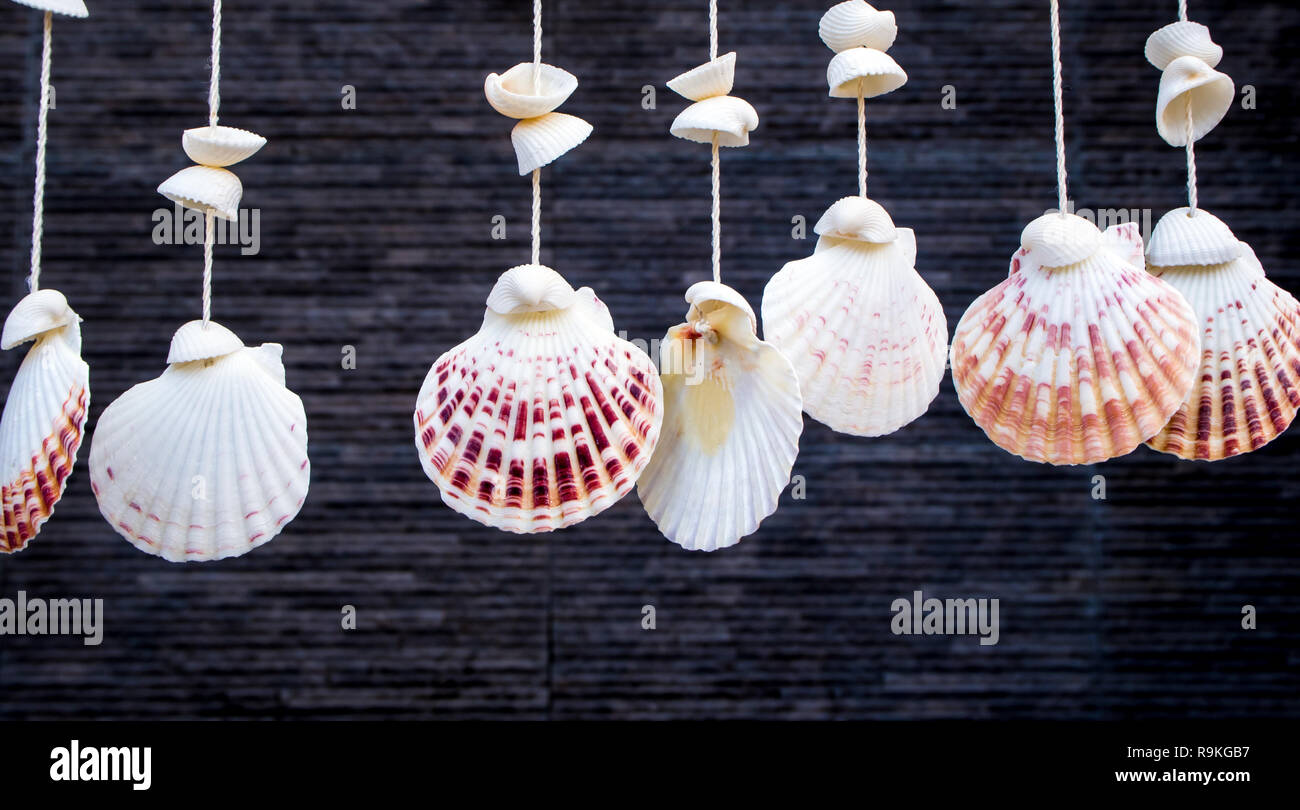Sea shells hanging by rope as blinds Stock Photo - Alamy