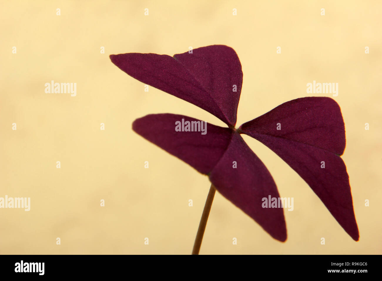 Red Clover, Oxalis triangularis Stock Photo - Alamy