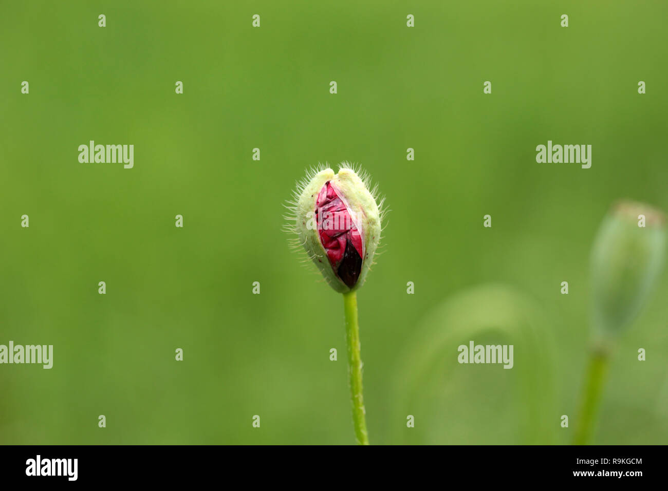 Corn Poppy Flower Bud Stock Photo - Alamy