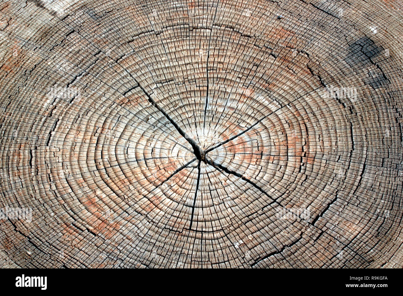 Tree rings texture background Stock Photo - Alamy