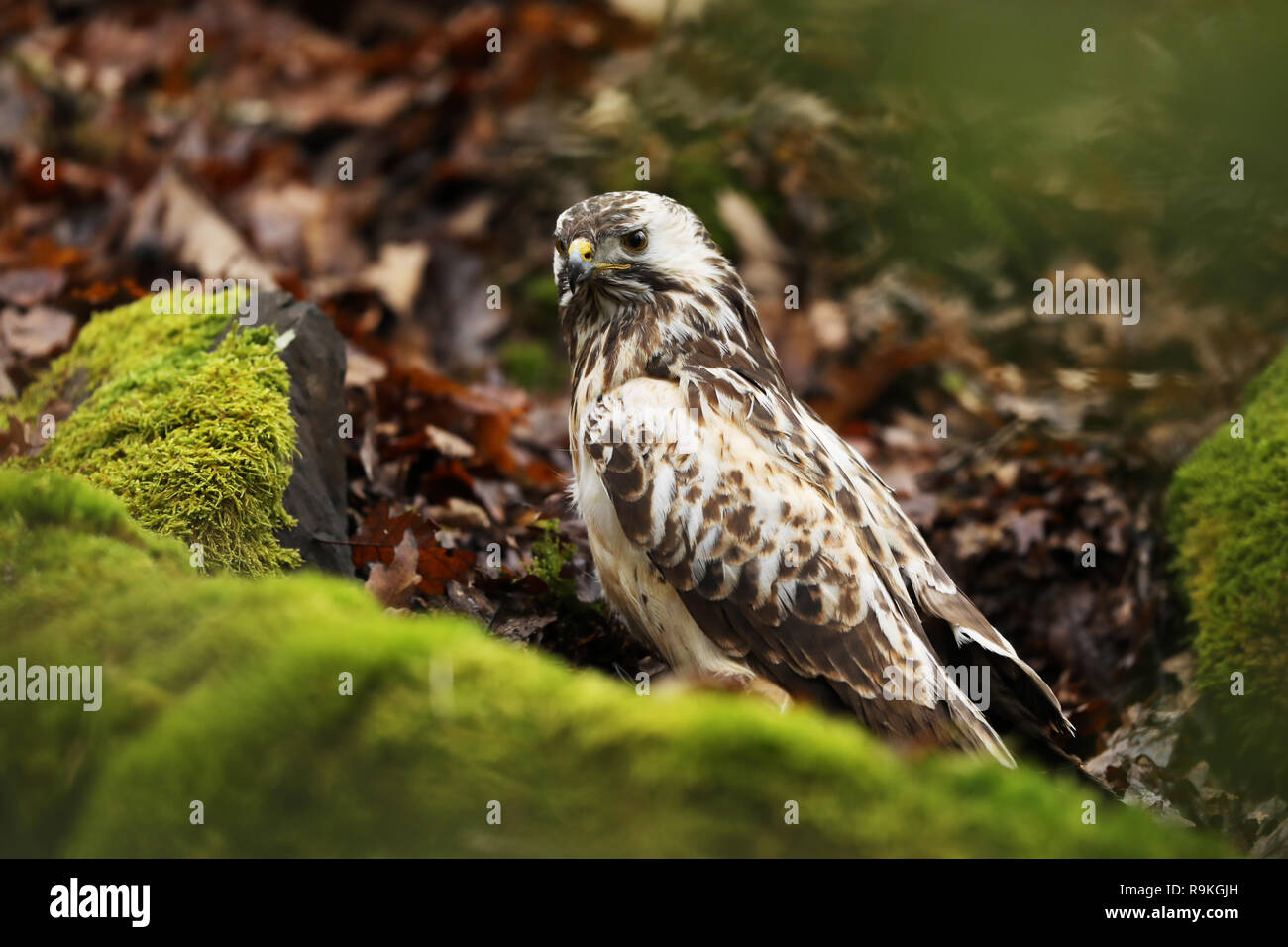 Raptor bird of prey buteo buteo buzzard common buzzard hi-res stock ...