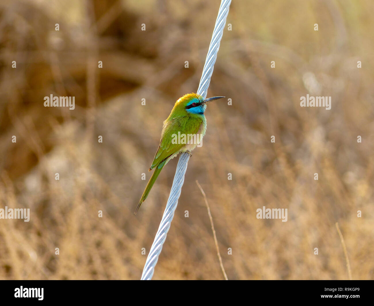 The gambia birds hi-res stock photography and images - Alamy