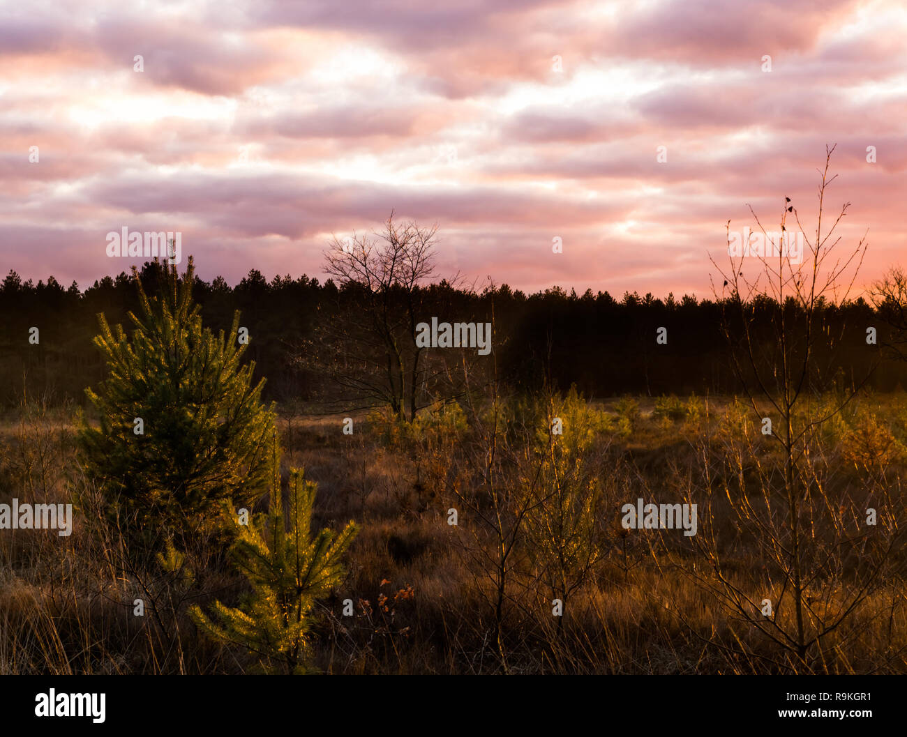sundown in a heather landscape with nacreous clouds, a colorful weather ...