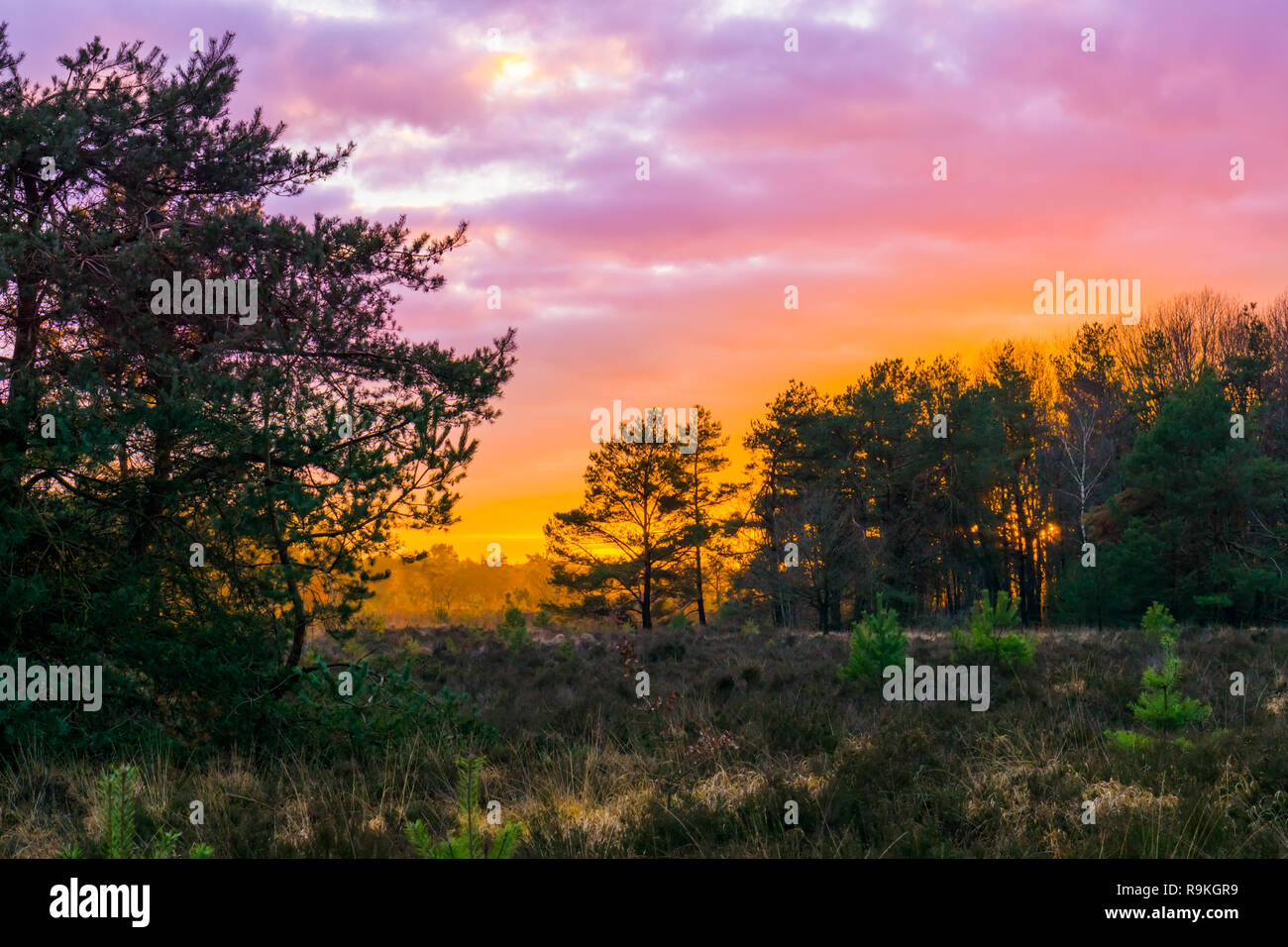 sunset in a forest heather landscape with polar stratospheric clouds, a ...