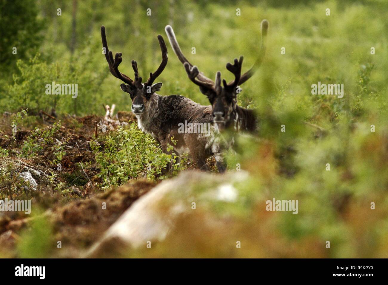 Buck deer with giant antlers hi-res stock photography and images - Alamy