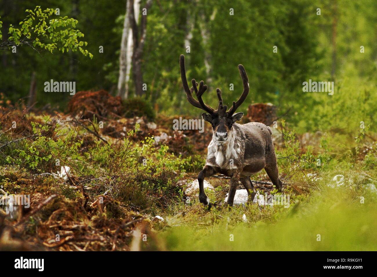 Reindeer (Rangifer tarandus) in tundra in Dovrefjell national park ...