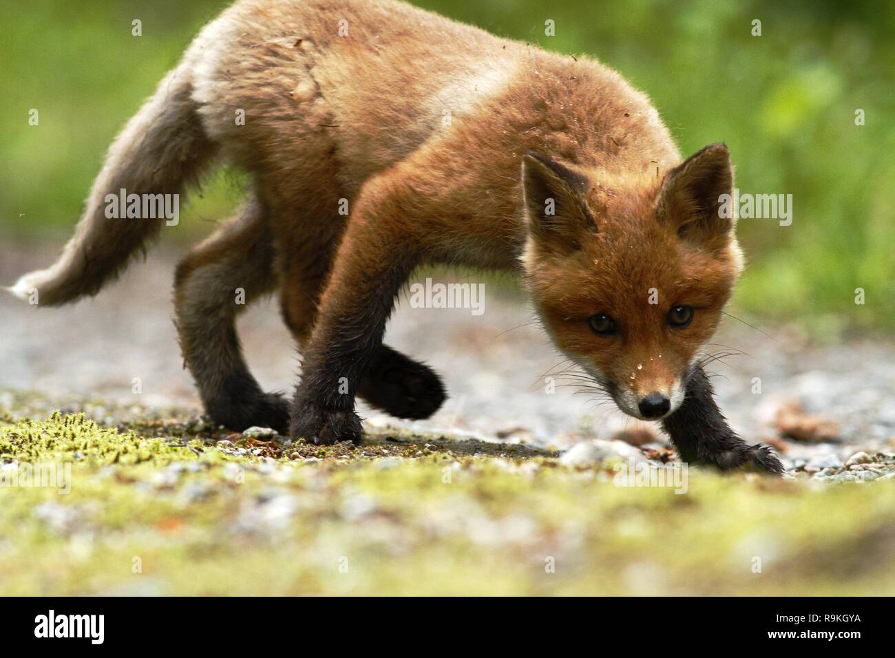 ovely Red Fox cub Vulpes vulpes next to den in the grass in european ...