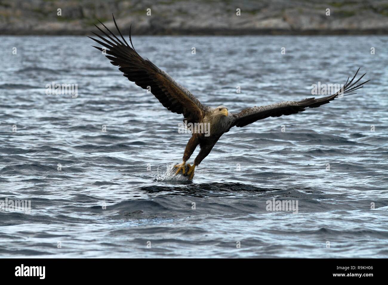White-tailed eagle in flight hunting fish from sea,Norway,Haliaeetus ...