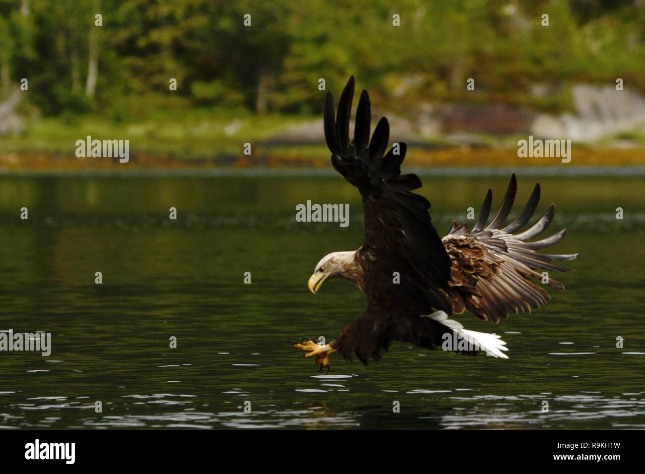 White-tailed eagle in flight hunting fish from sea,Norway,Haliaeetus ...