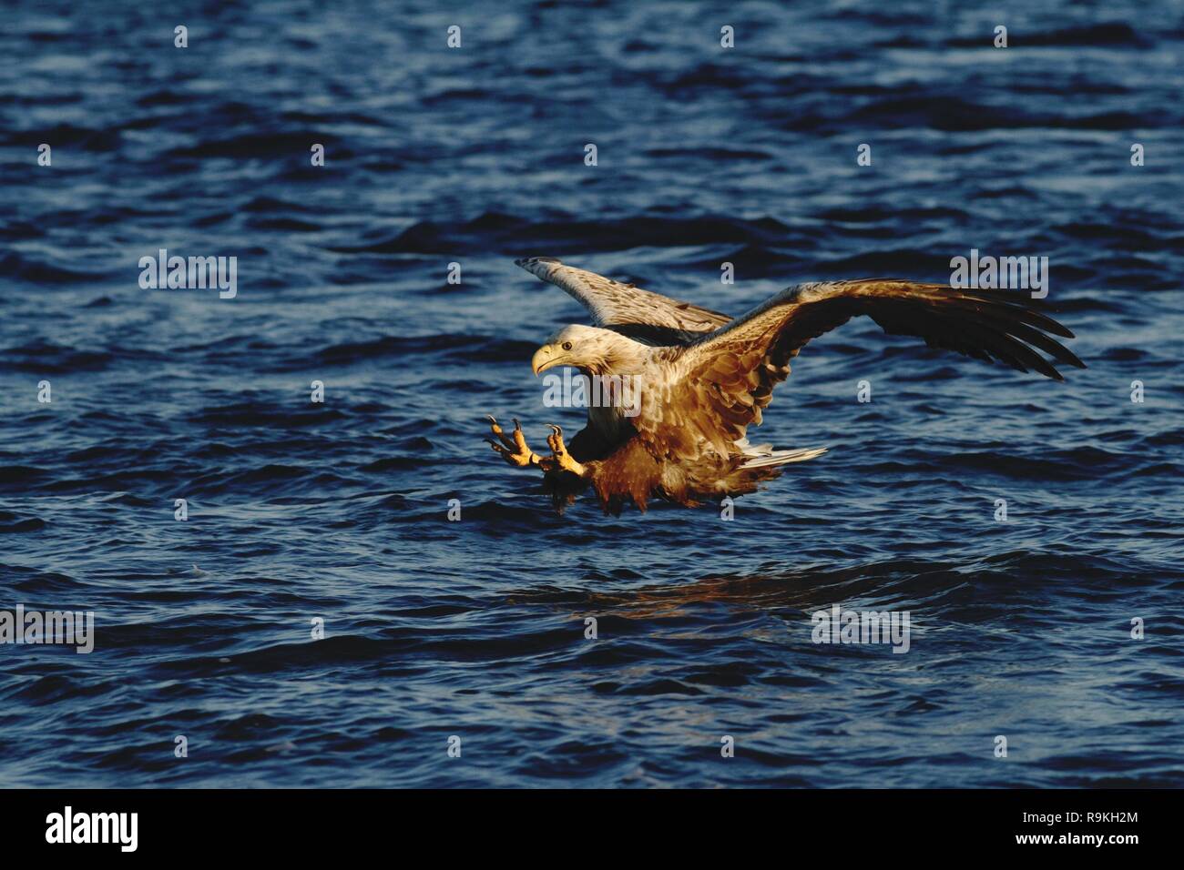 White-tailed eagle in flight hunting fish from sea,Norway,Haliaeetus ...