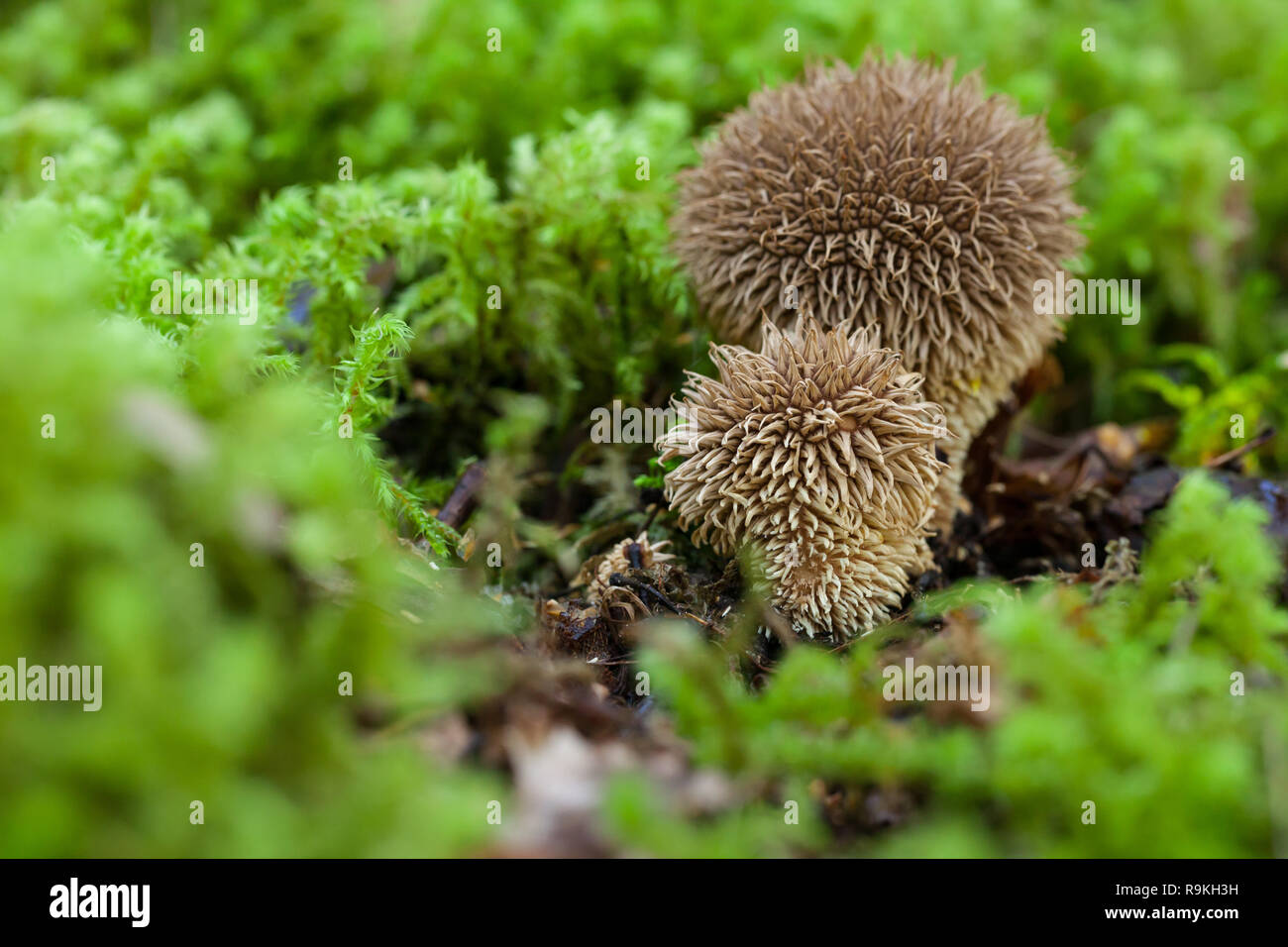 Spiny puffball mushroom Stock Photo - Alamy