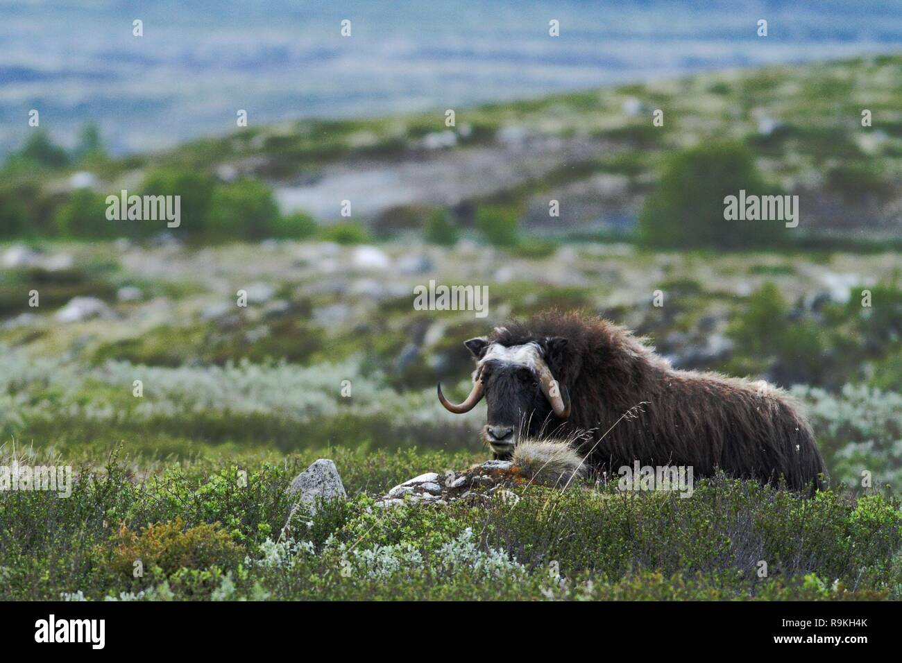 Muskox (Ovibos moschatus). Musk ox bull peacefully lying on grass in ...