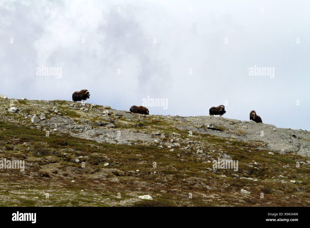 Family of Muskox (Ovibos moschatus) standing on horizont in Greenland ...