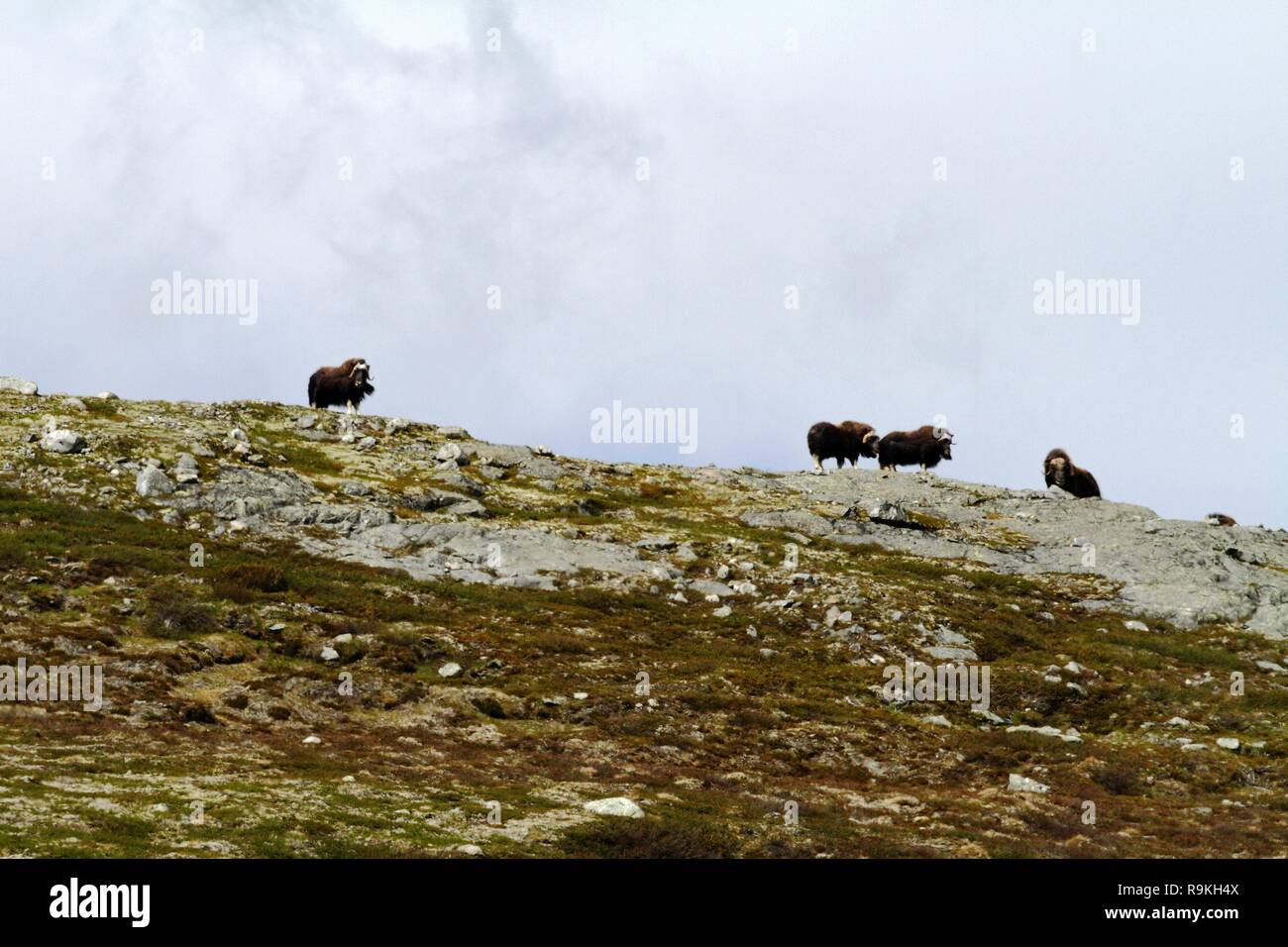 Family of Muskox (Ovibos moschatus) standing on horizont in Greenland ...