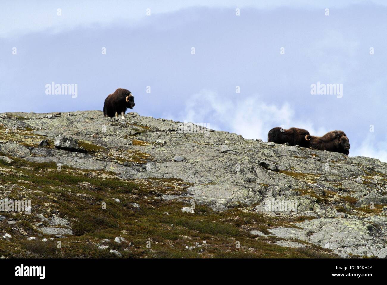 Family of Muskox (Ovibos moschatus) standing on horizont in Greenland ...