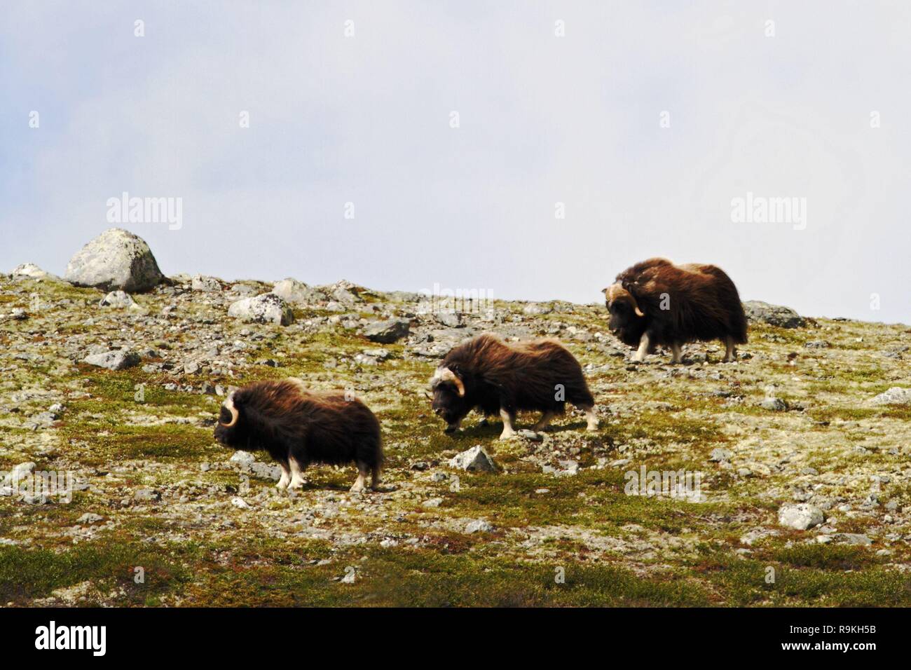 Family of Muskox (Ovibos moschatus) standing on horizont in Greenland ...