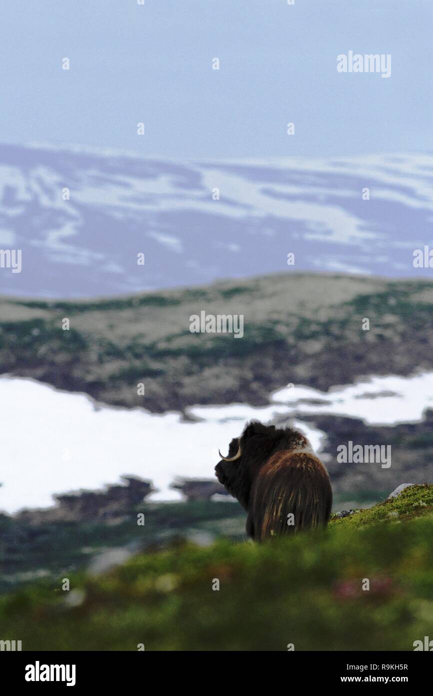 Muskox (Ovibos moschatus). Musk ox bull peacefully grazes in Dovrefjell ...