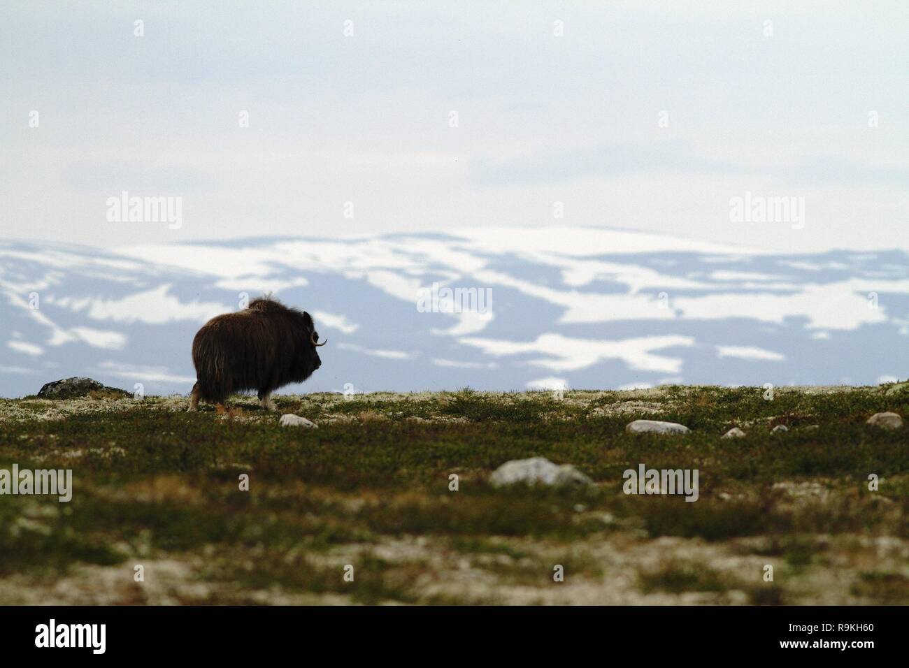 Muskox (Ovibos moschatus). Musk ox bull peacefully grazes in Dovrefjell ...