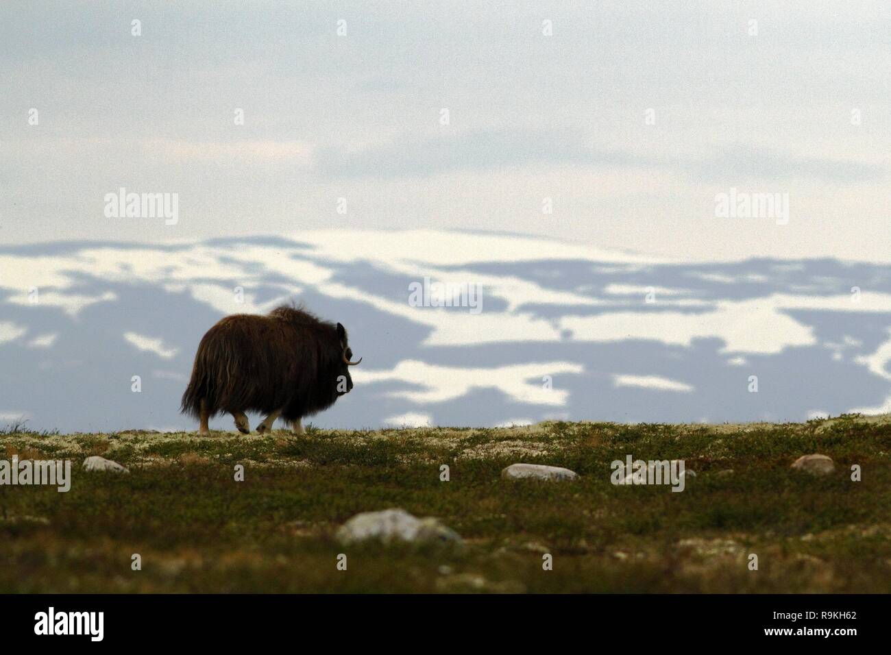 Muskox (Ovibos moschatus). Musk ox bull peacefully grazes in Dovrefjell ...