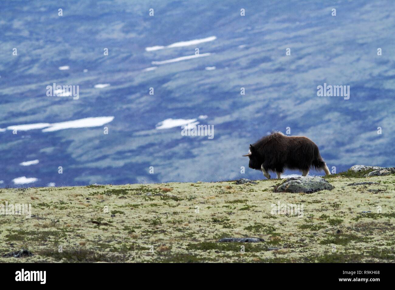 Muskox (Ovibos moschatus) standing on horizont in Greenland. Mighty ...