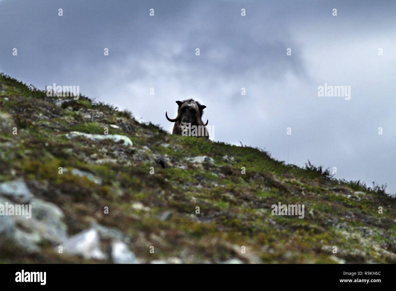 Muskox (Ovibos moschatus) standing on horizont in Greenland. Mighty ...