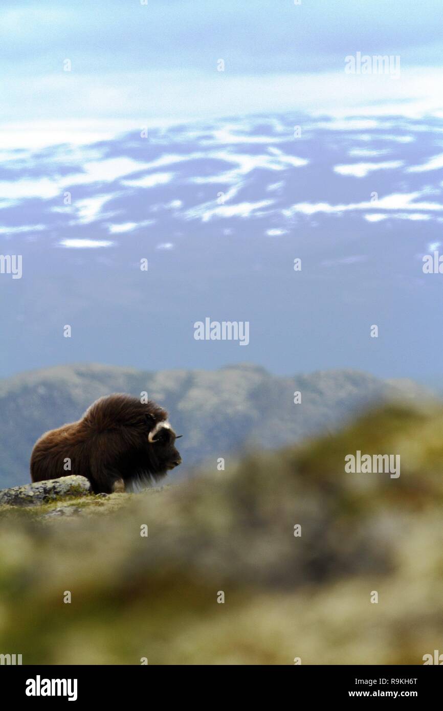 Musk ox in mountain tundra hi-res stock photography and images - Alamy