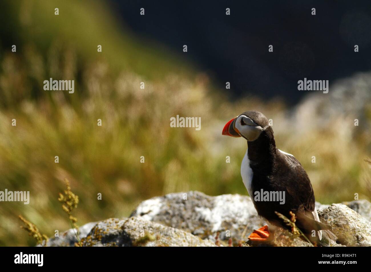 Atlantic Puffin sitting on cliff, bird in nesting colony, arctic black ...