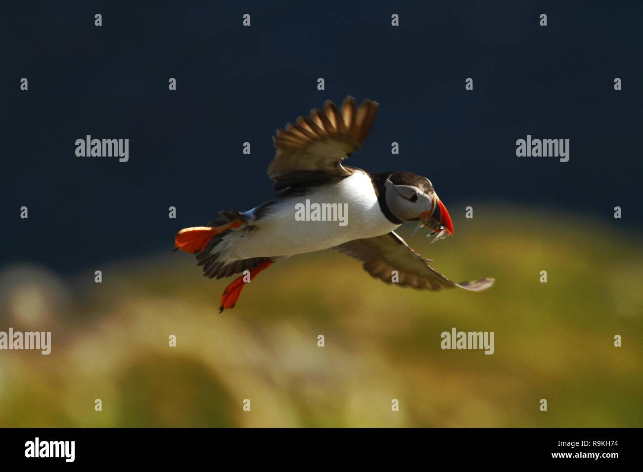 Atlantic puffin with small fish in its beak flying against dark blue ...