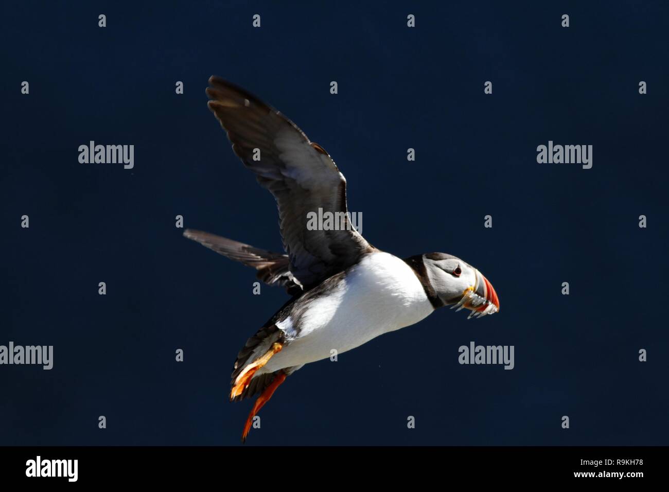 Colorful seabird, Fratercula arctica, Atlantic puffin with small ...