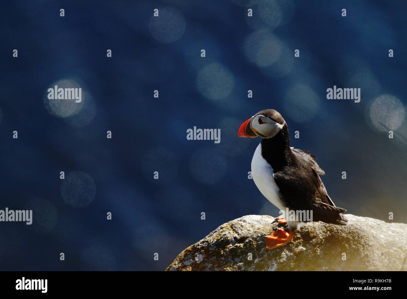 Atlantic Puffin sitting on cliff, bird in nesting colony, arctic black ...