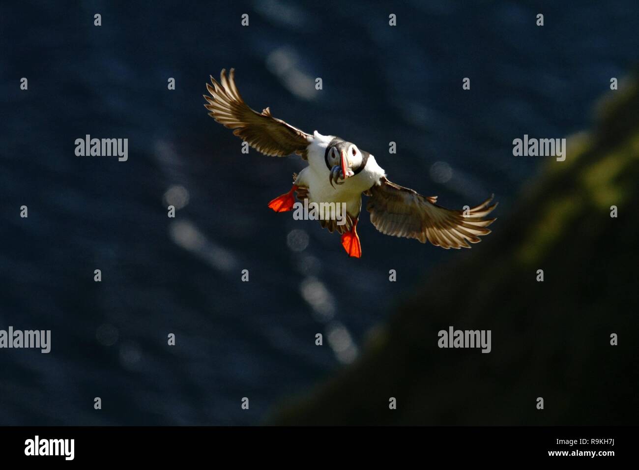 Colorful seabird, Fratercula arctica, Atlantic puffin with small ...