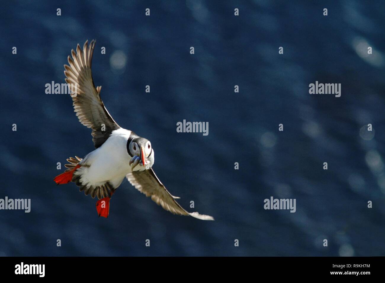Colorful seabird, Fratercula arctica, Atlantic puffin with small ...