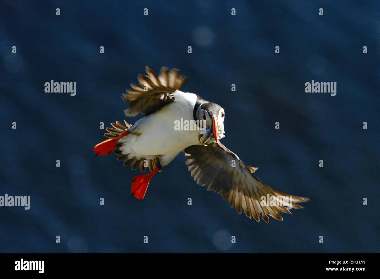 Colorful seabird, Fratercula arctica, Atlantic puffin with small ...
