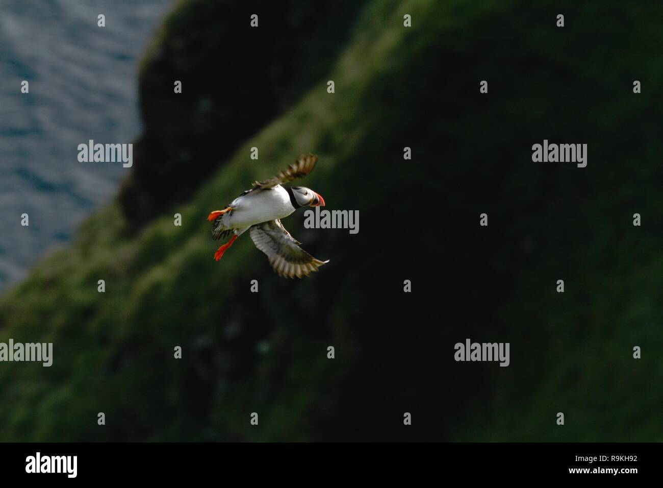 Atlantic puffin with small fish in its beak flying against dark blue ...