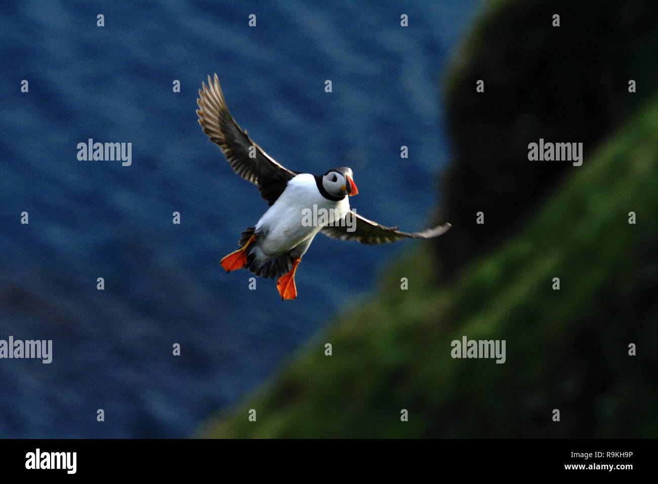 Atlantic puffin with small fish in its beak flying against dark blue ...
