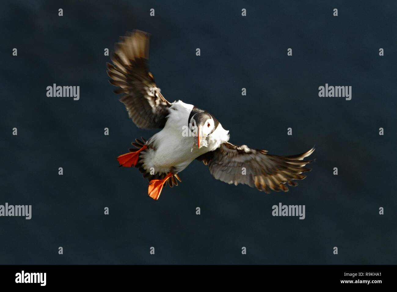 Colorful seabird, Fratercula arctica, Atlantic puffin with small ...