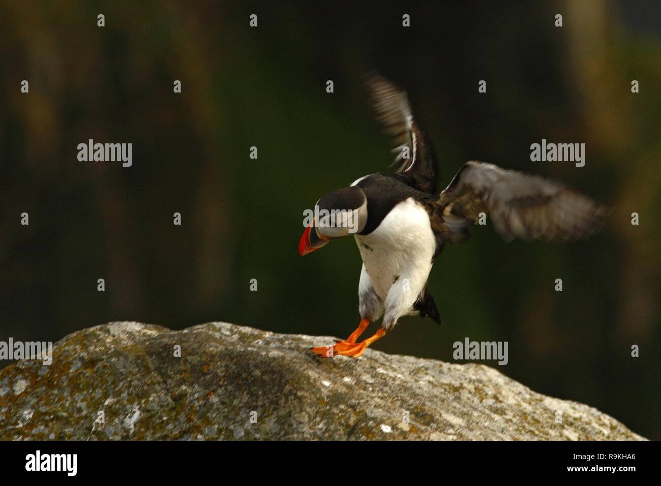 Colorful seabird, Fratercula arctica, Atlantic puffin with small ...