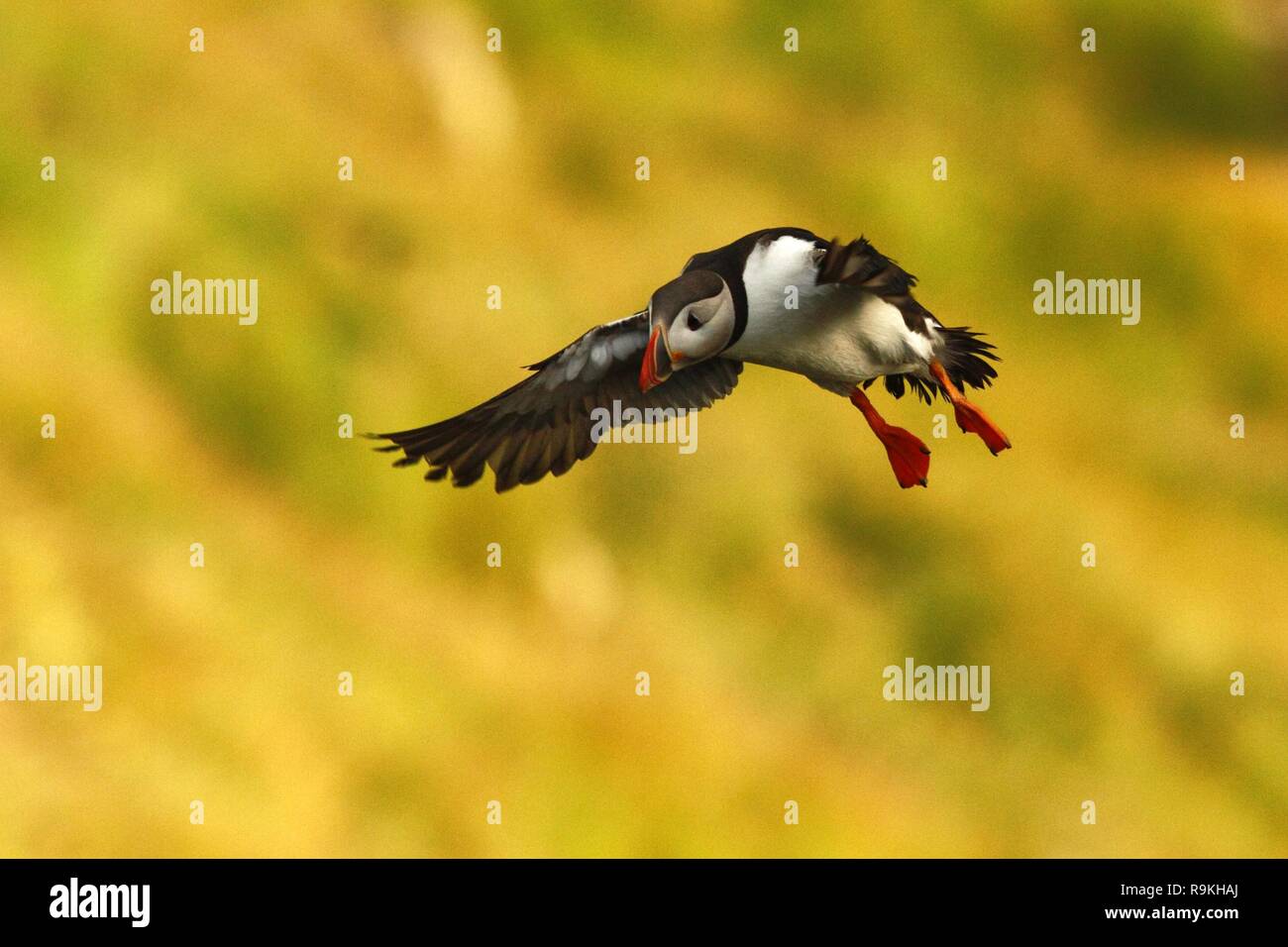 Flying puffin, Atlantic Puffin, Fratercula artica, arctic black and ...