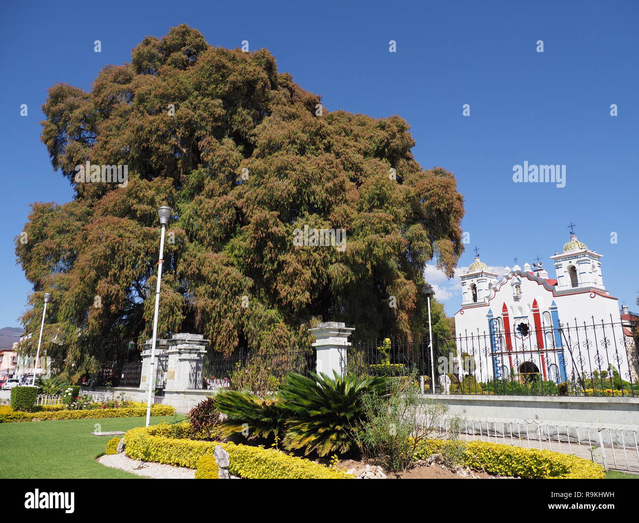 Giant cypress tree with stoutest trunk and church on main square of ...