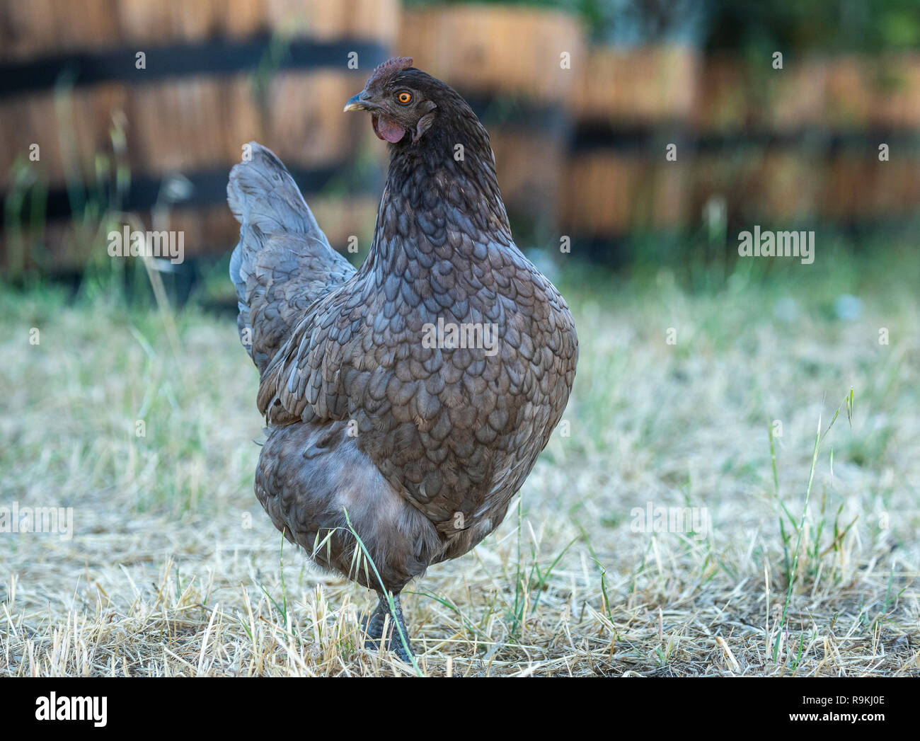 A rare free range Cemani hen chicken Stock Photo - Alamy