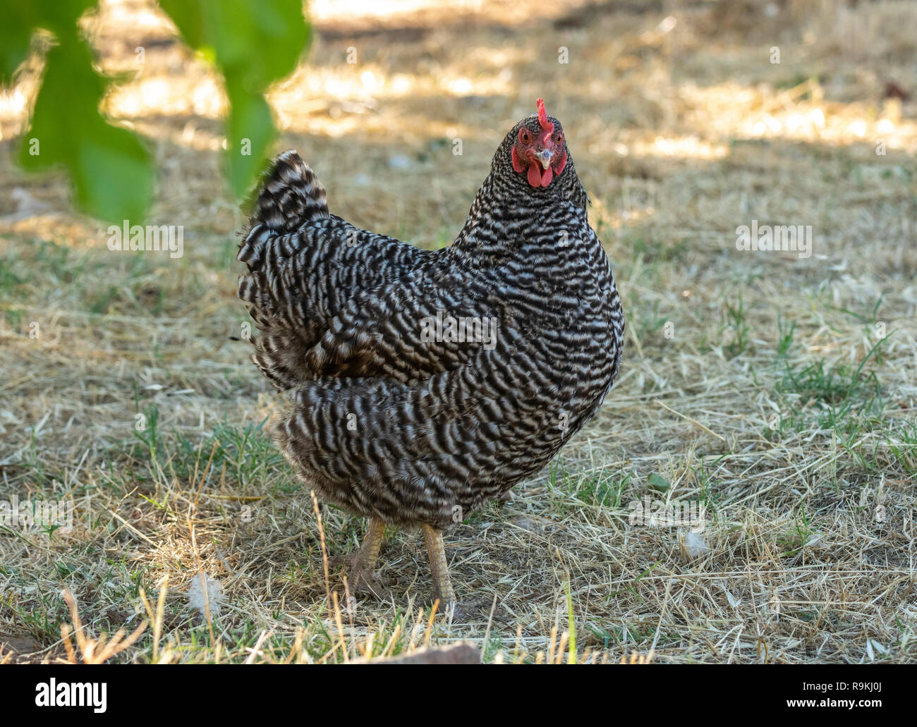 Free poultry hi-res stock photography and images - Alamy