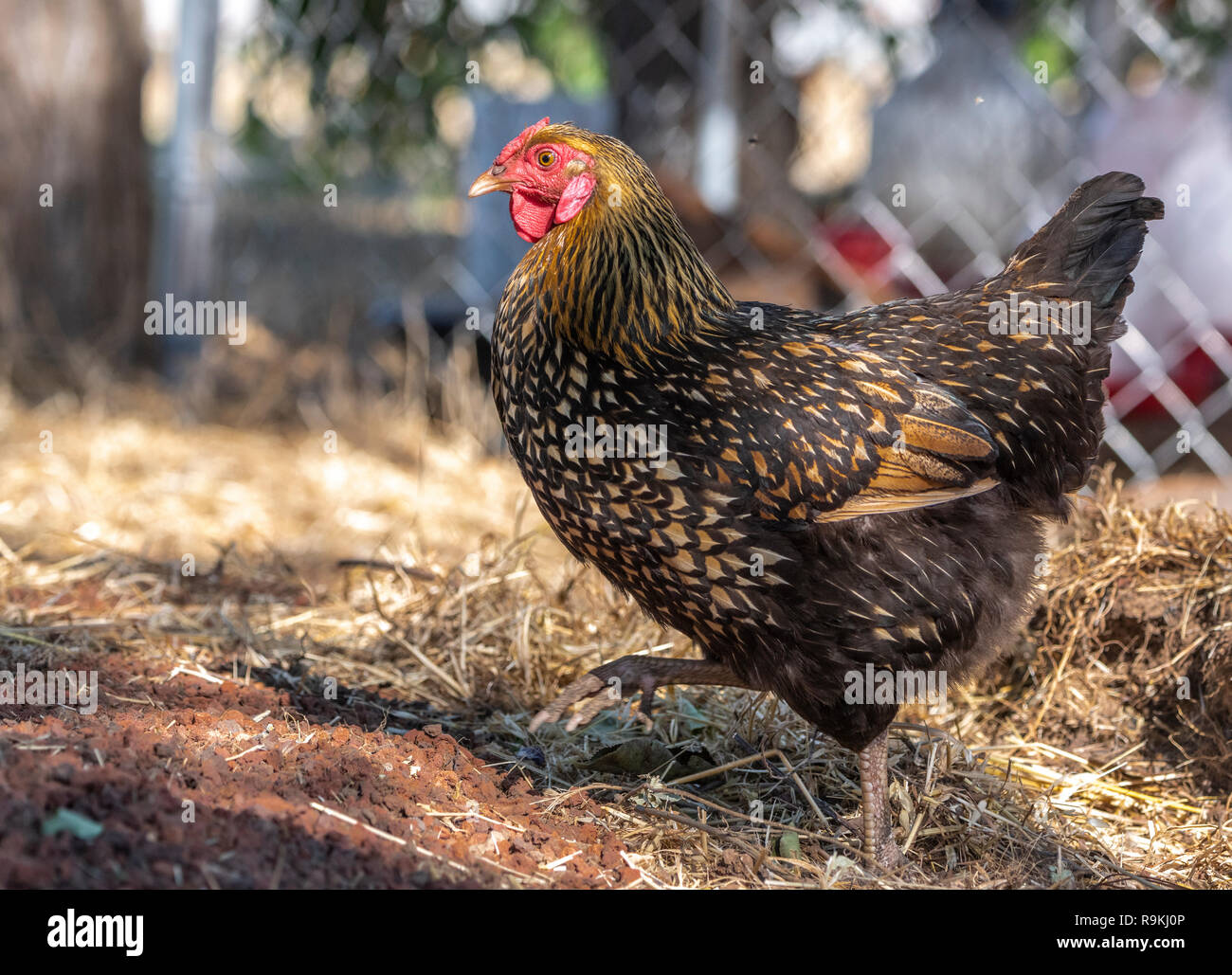 Golden Laced Wyandotte Rooster