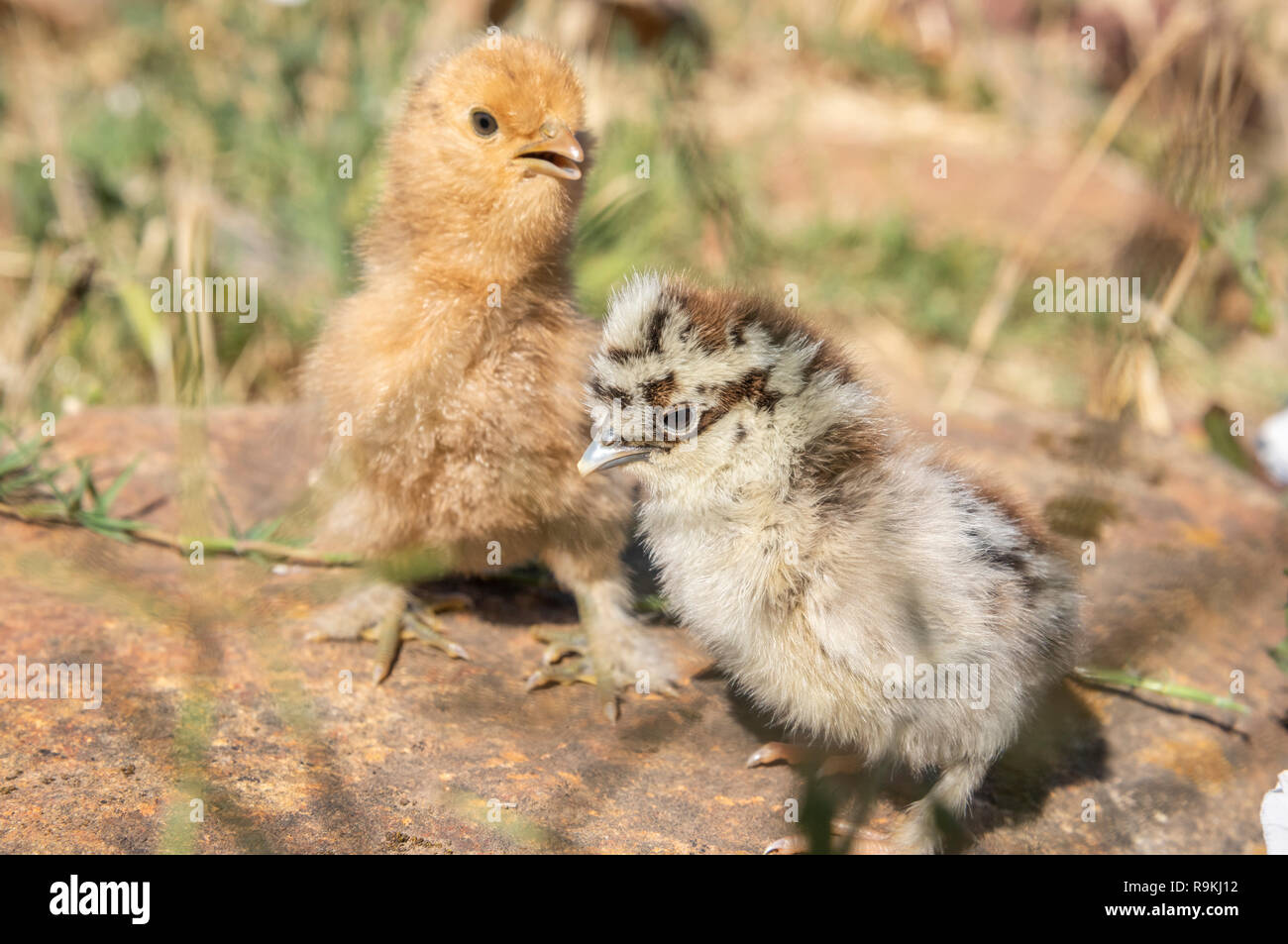 Chicks chickens hi-res stock photography and images - Alamy