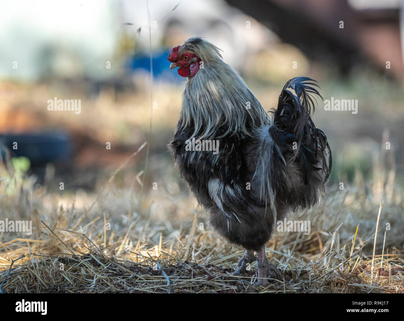 Domestic yard hi-res stock photography and images - Alamy