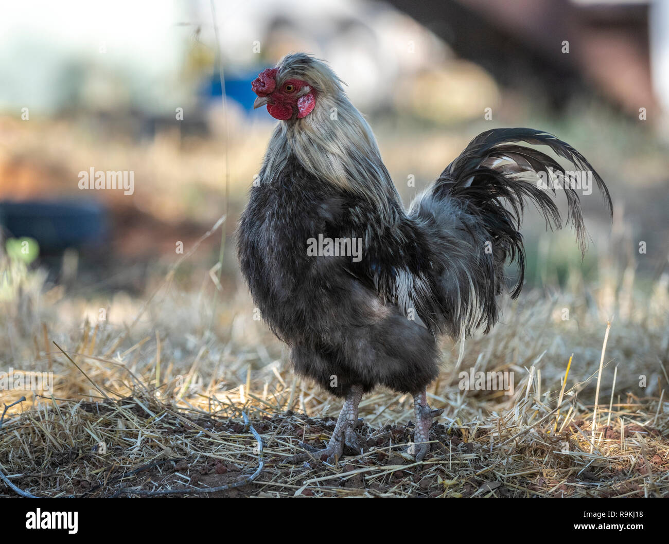 Bantam Chicken High Resolution Stock Photography and Images - Alamy