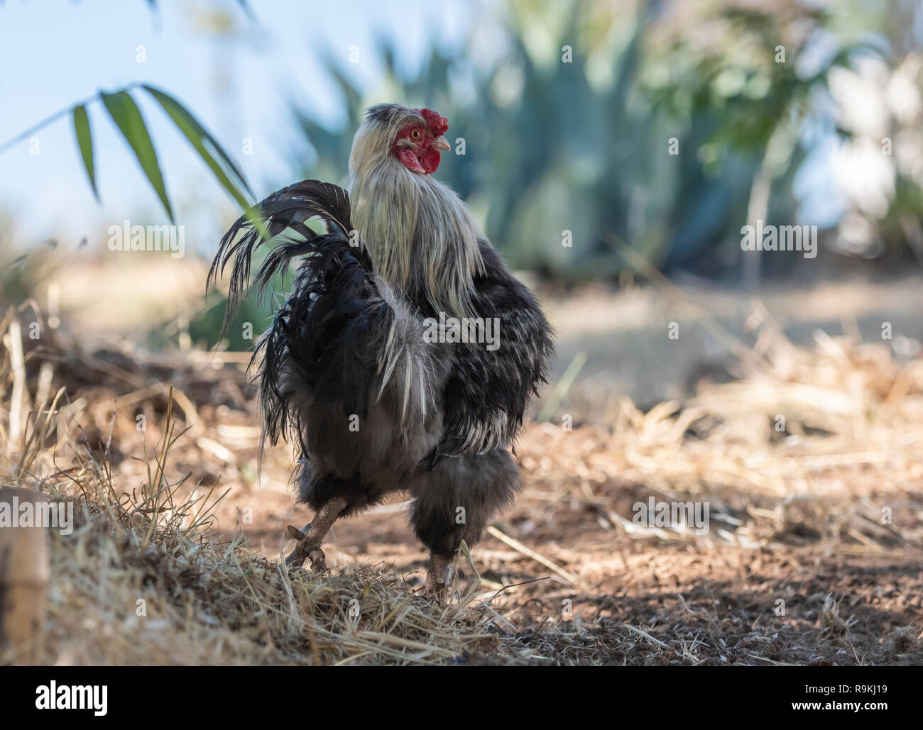 Domestic yard hi-res stock photography and images - Alamy