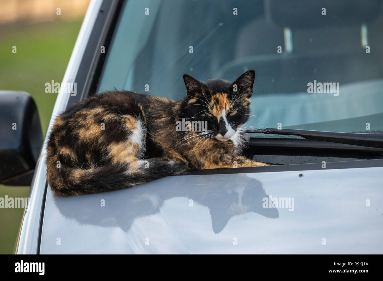 Calico cat sitting on car wind shield Stock Photo - Alamy