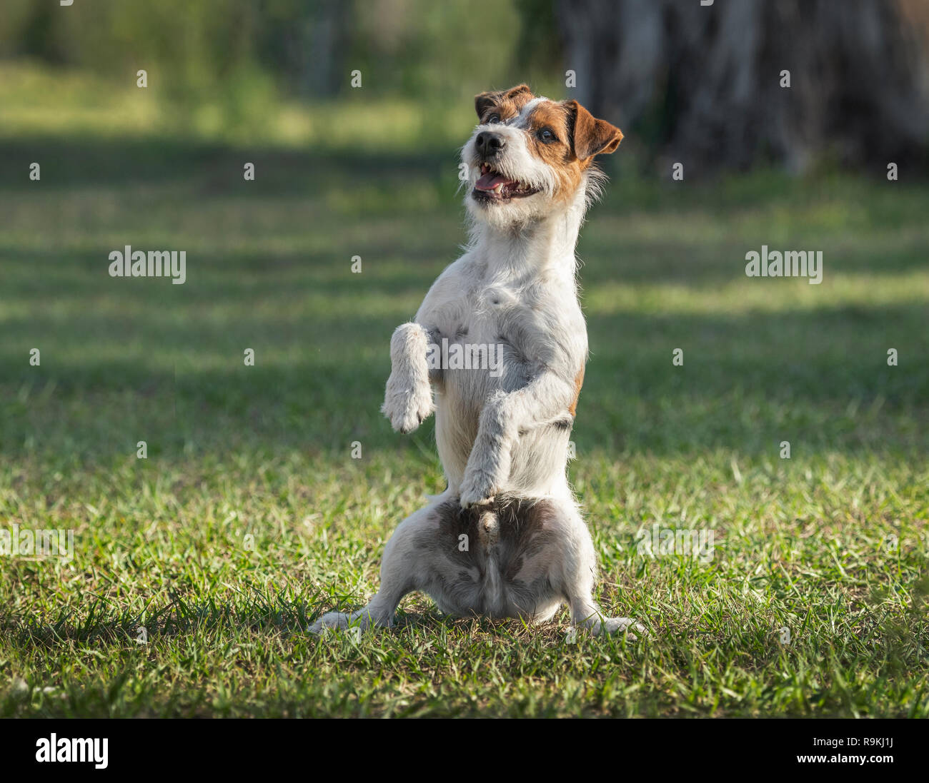 Rough jack russell terrier hi-res stock photography and images - Alamy